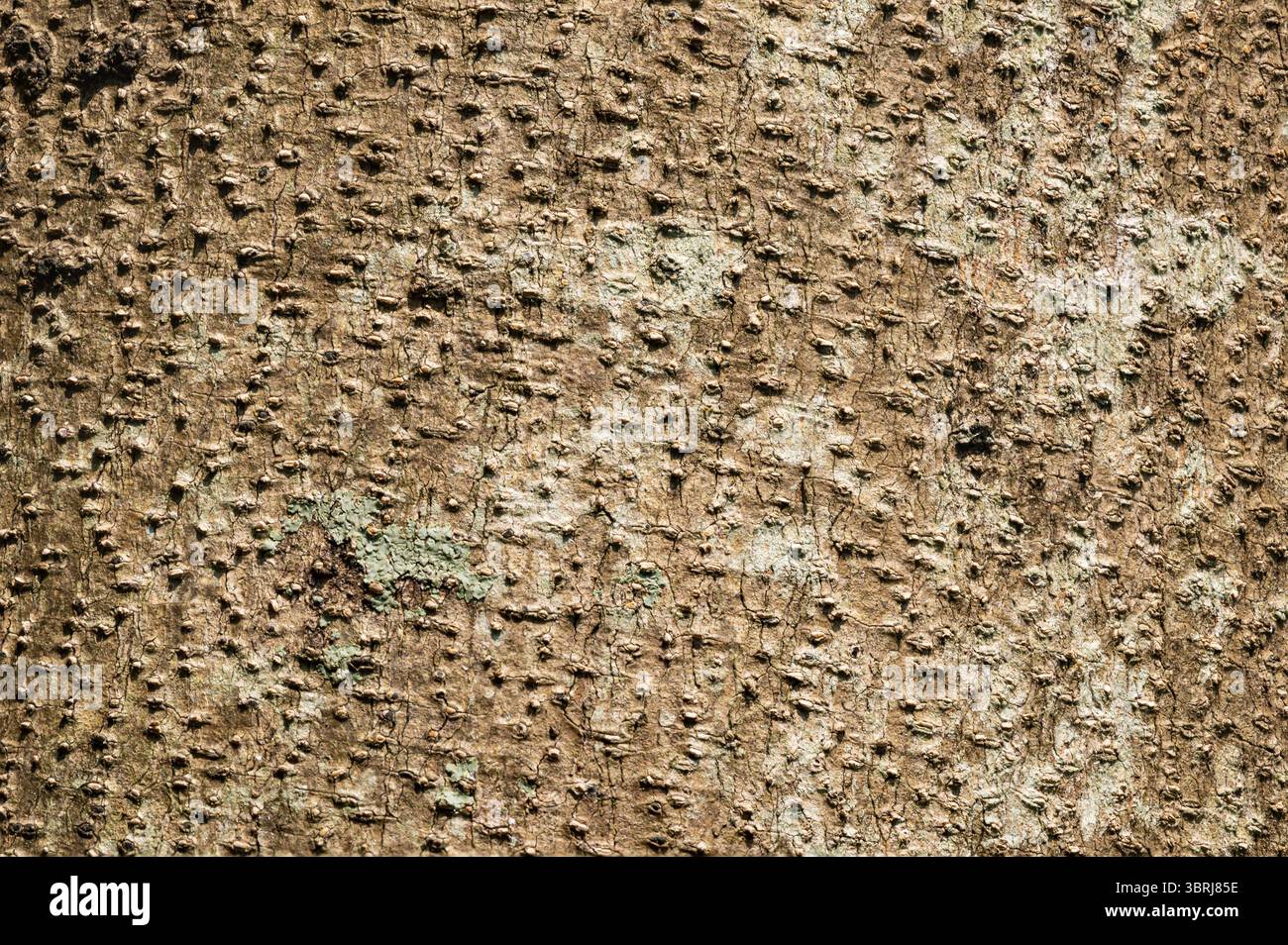 Surface texture of Cotton fruit or Santol tree stem in tropical ...