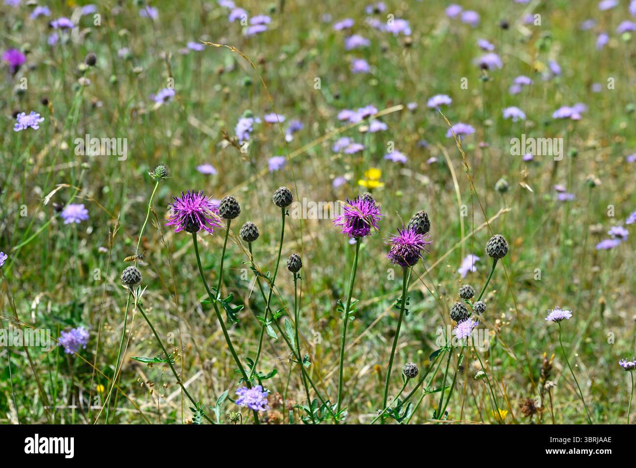 Purple Centaurea scabiosa or greater knapweed, light mauve field ...