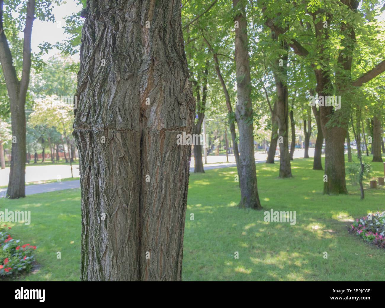 Tree trunk that looks like human legs in city park - funny natural ...