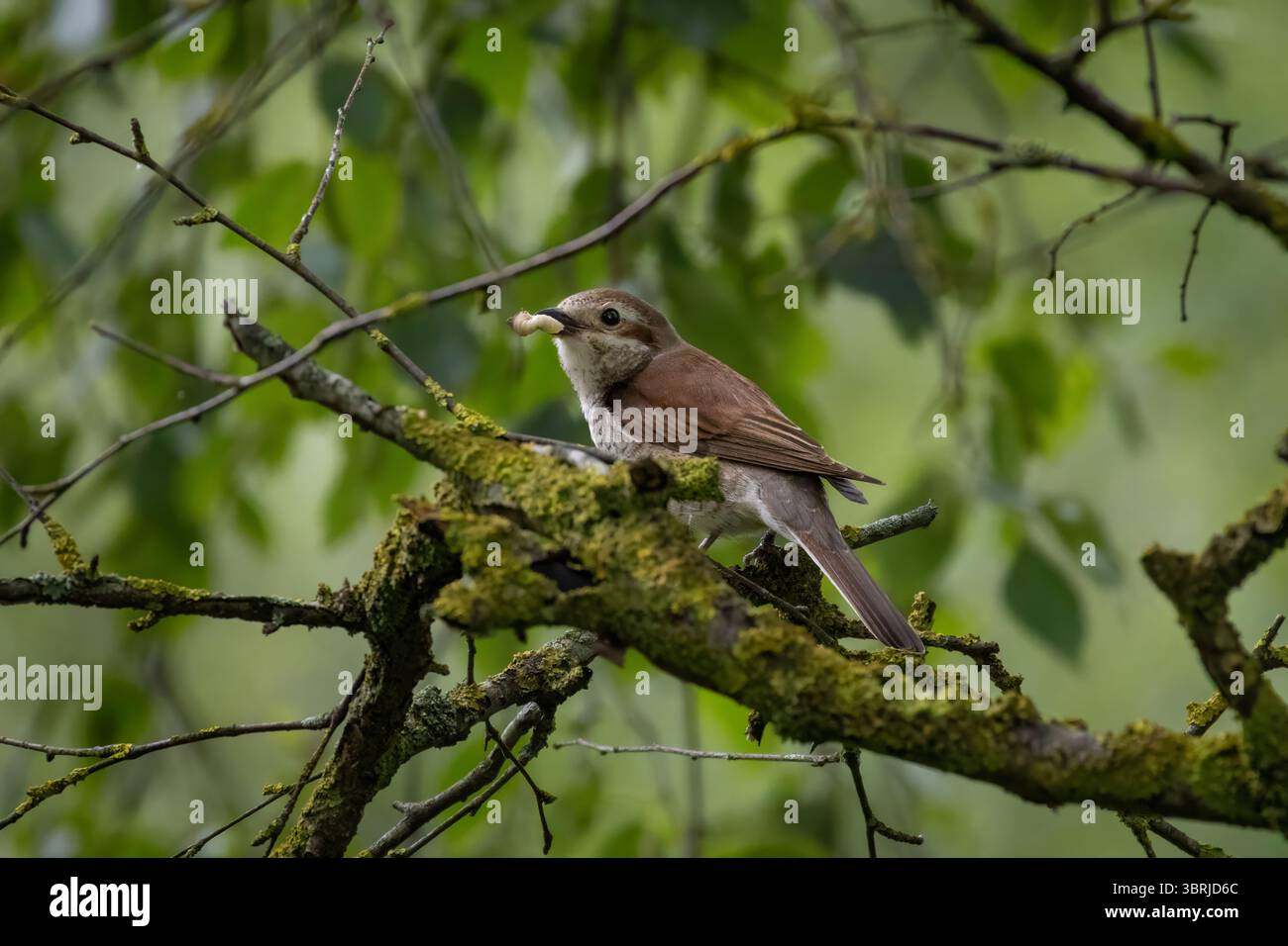 Red-backed shrike female sitting on bush. Cute little raptor songbird ...