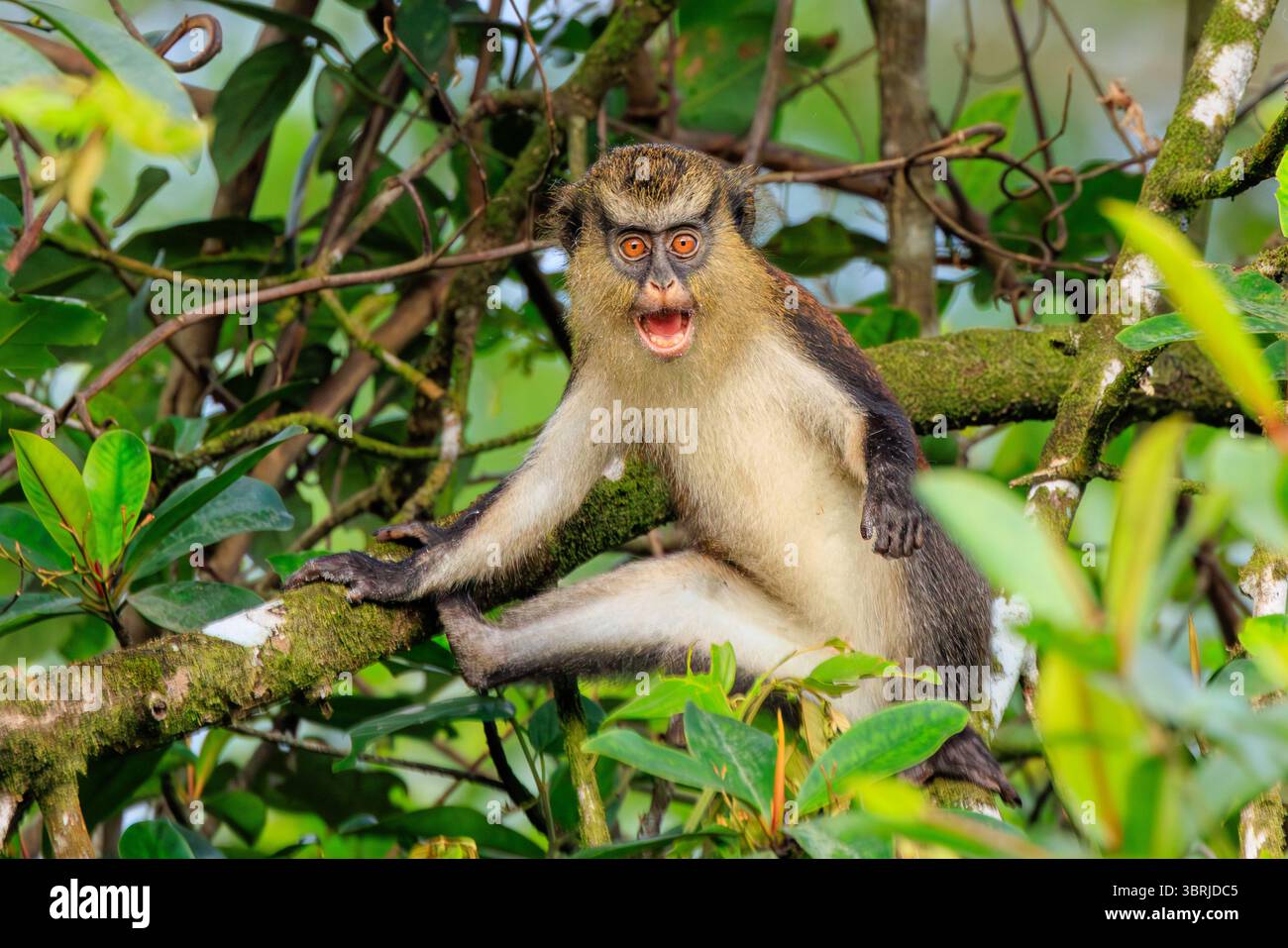 whole body image of mona monkey stretching out between branches and ...