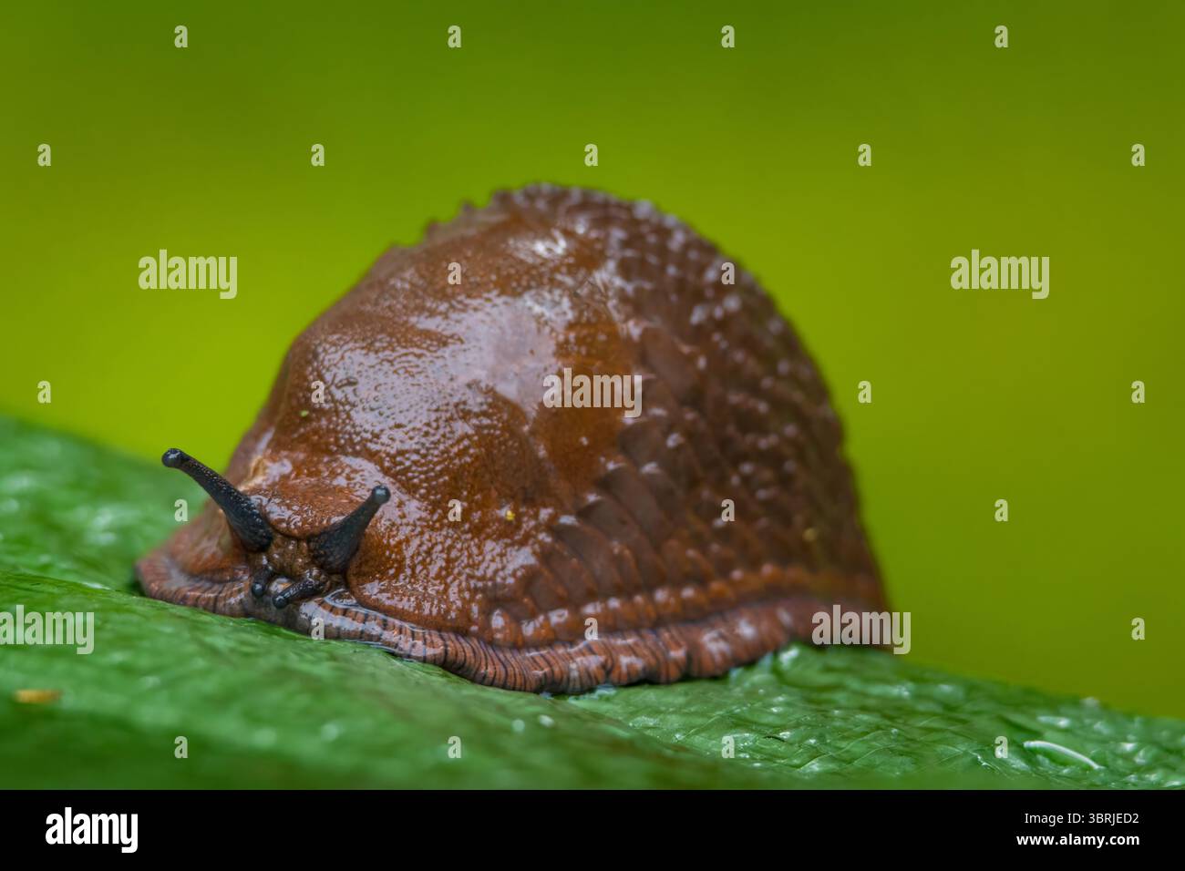 Fat Slug crawling on aged wood. Spanish slug (Arion vulgaris) invasion ...