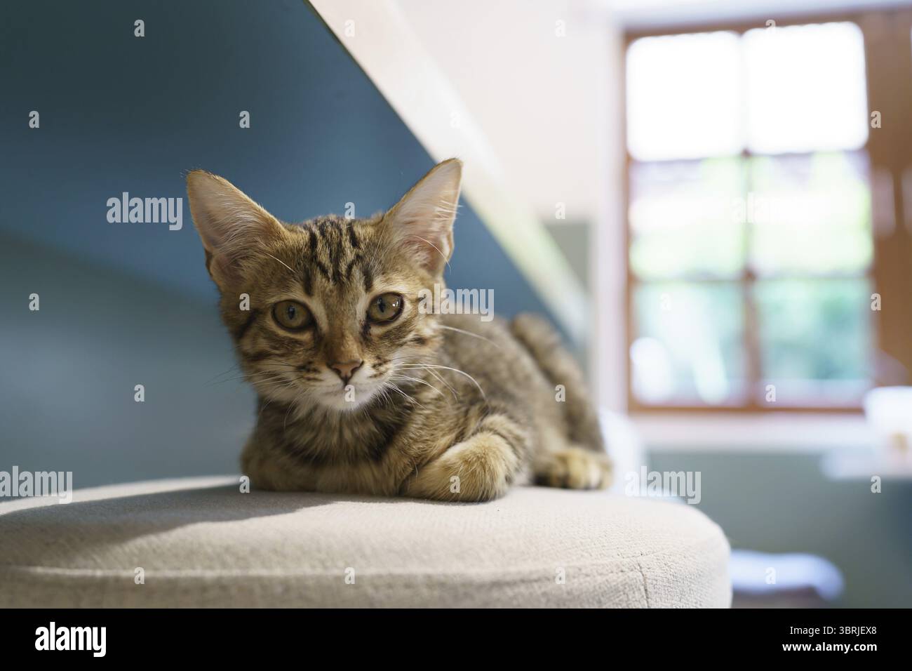 Little brown tabby kitten cute animals in house Stock Photo - Alamy