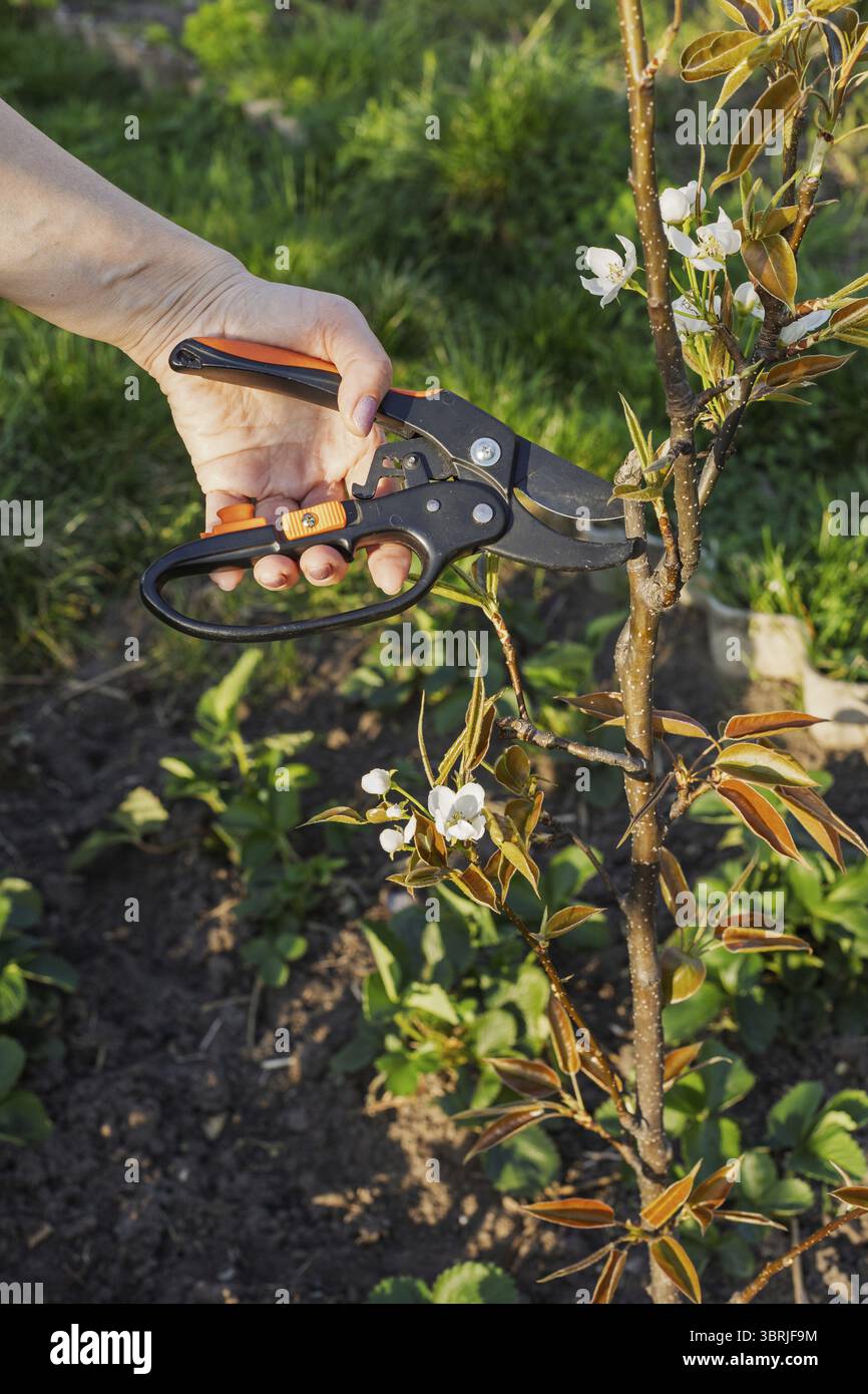 Farmer looks after the garden. Spring pruning of fruit trees. Woman ...