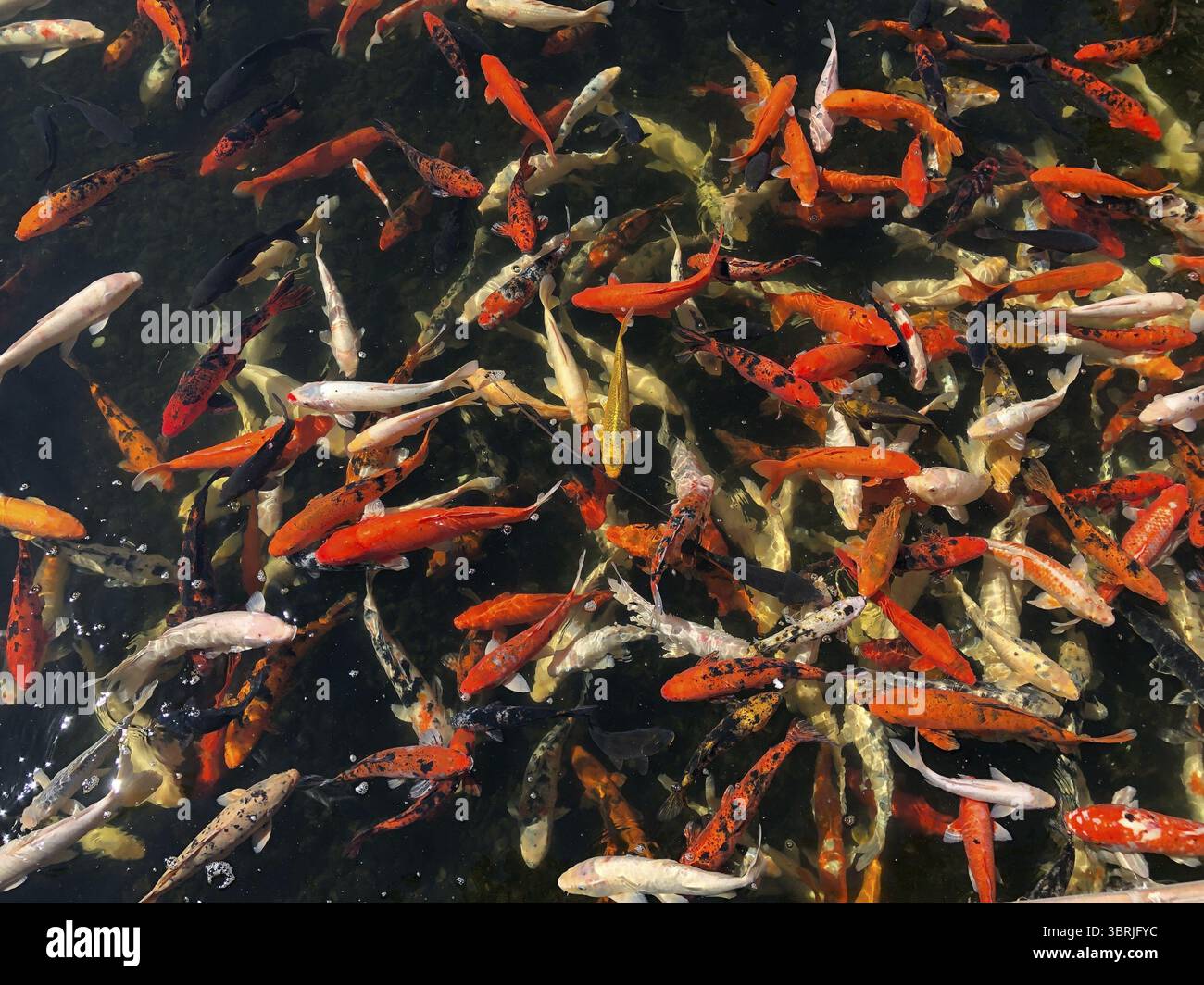 Pond fishes many different hi-res stock photography and images - Alamy