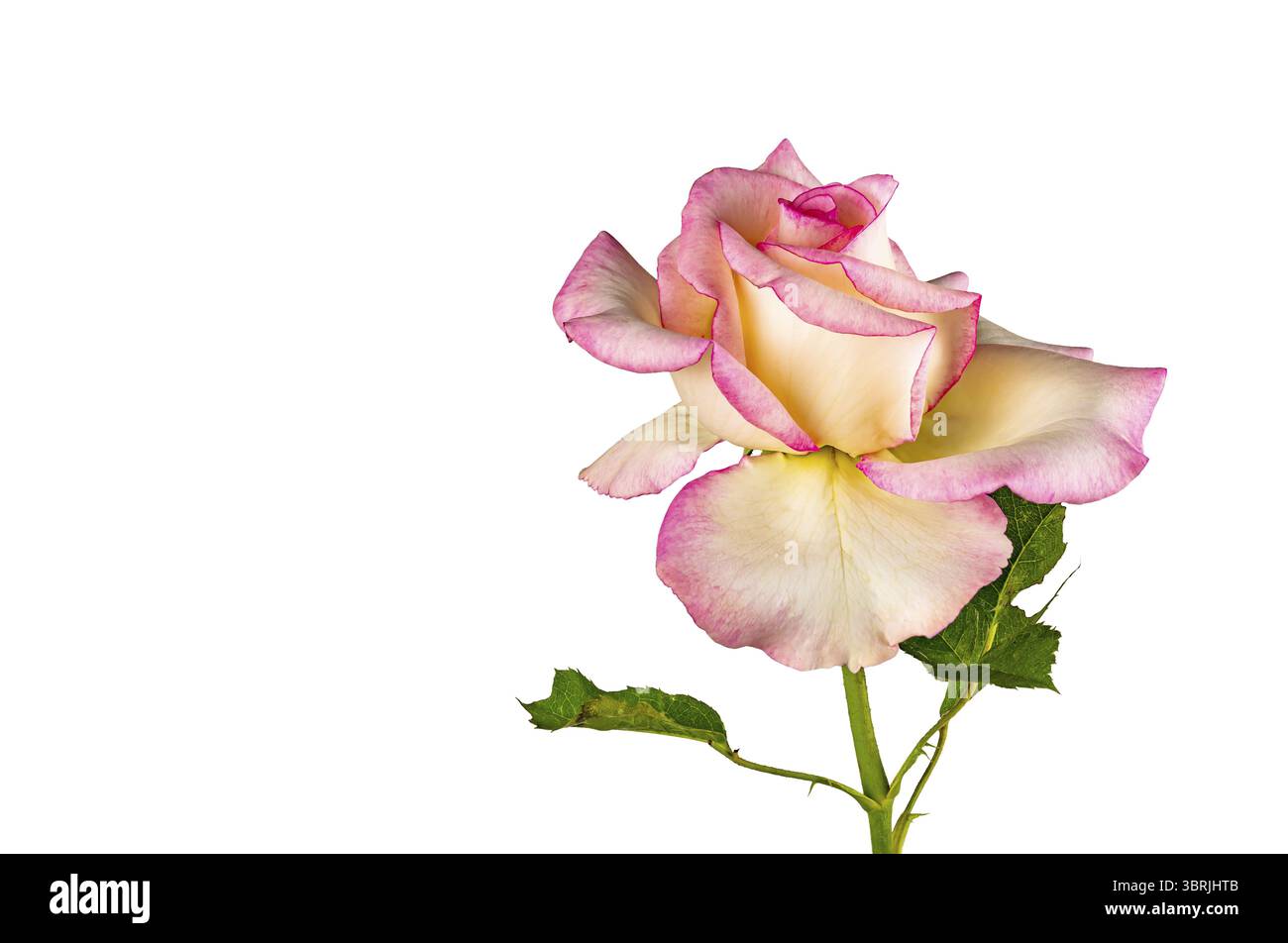 Side view of single beautiful blooming pink rose with green leaves ...