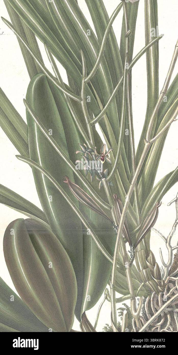 Luisia confusa hi-res stock photography and images - Alamy