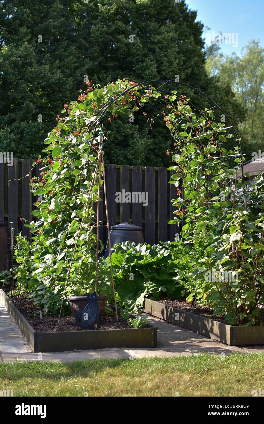 Scarlet Emperor Runner climbing beans on an archway support Stock Photo ...