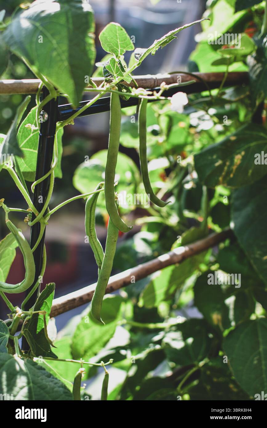 Blue lake french beans hi-res stock photography and images - Alamy