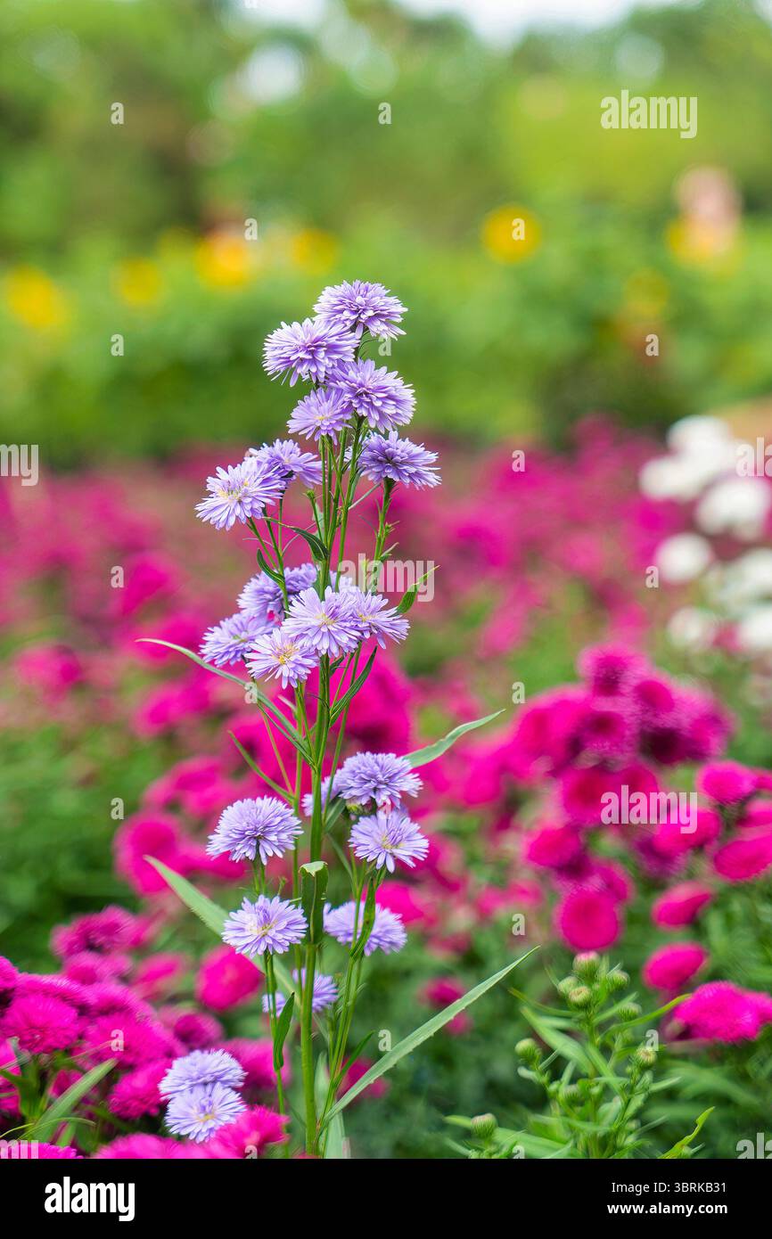 The delicate purple flower (Tu Uyen) stands out in the colorful flower ...