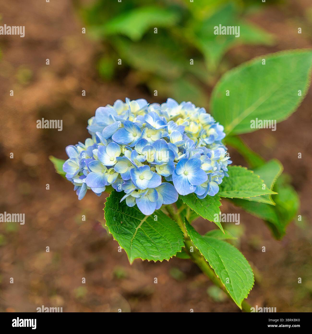 Hydrangeas (Cam Tu Cau flowers) bloom under the summer sun Stock Photo ...