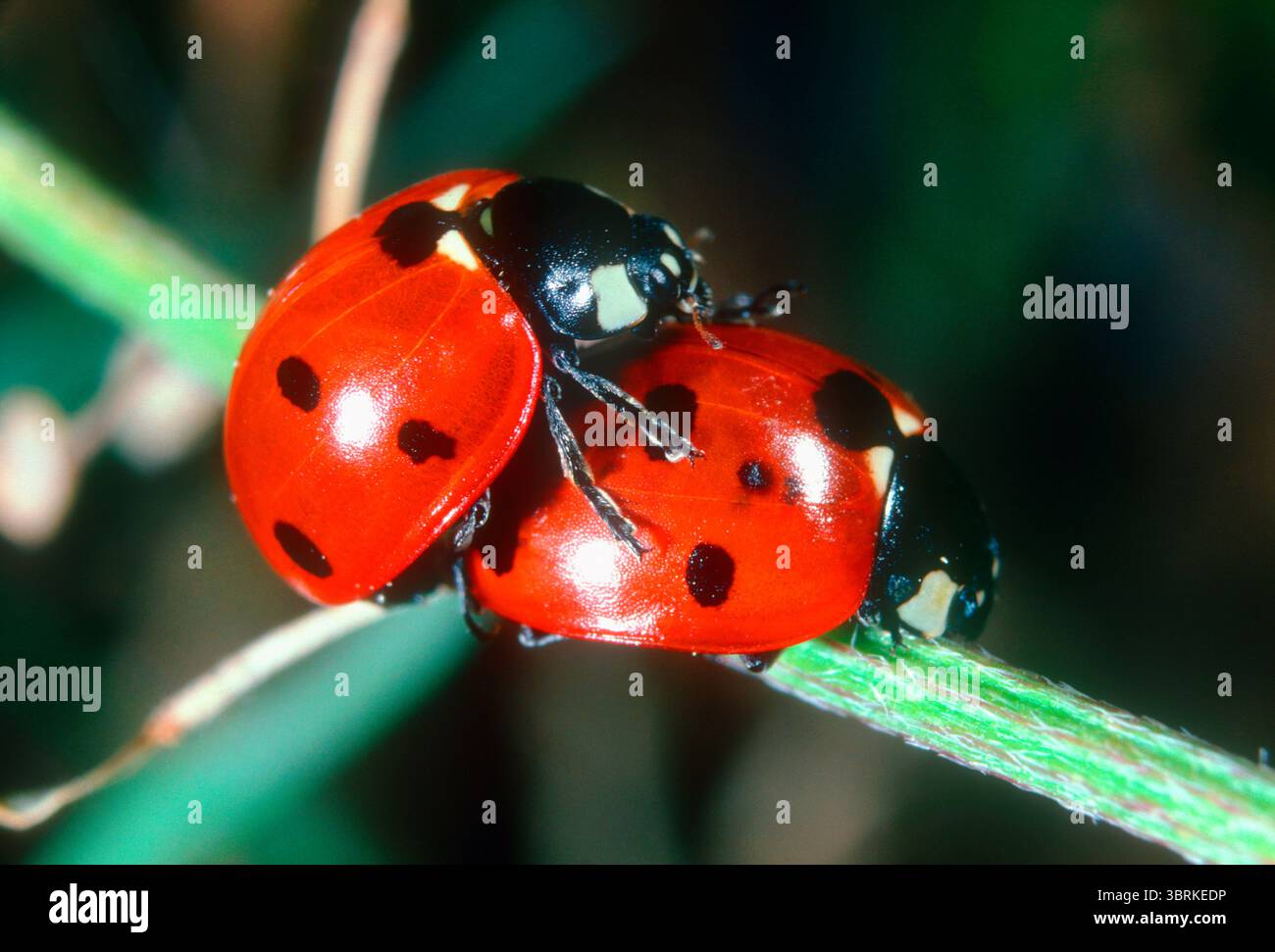 Seven-spot Ladybirds, Coccinella septempunctata. Pair mating Stock ...