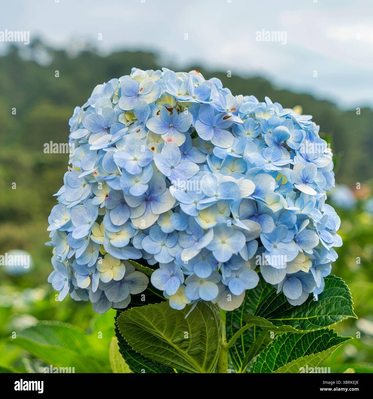 Hydrangeas (Cam Tu Cau flowers) bloom under the summer sun Stock Photo ...