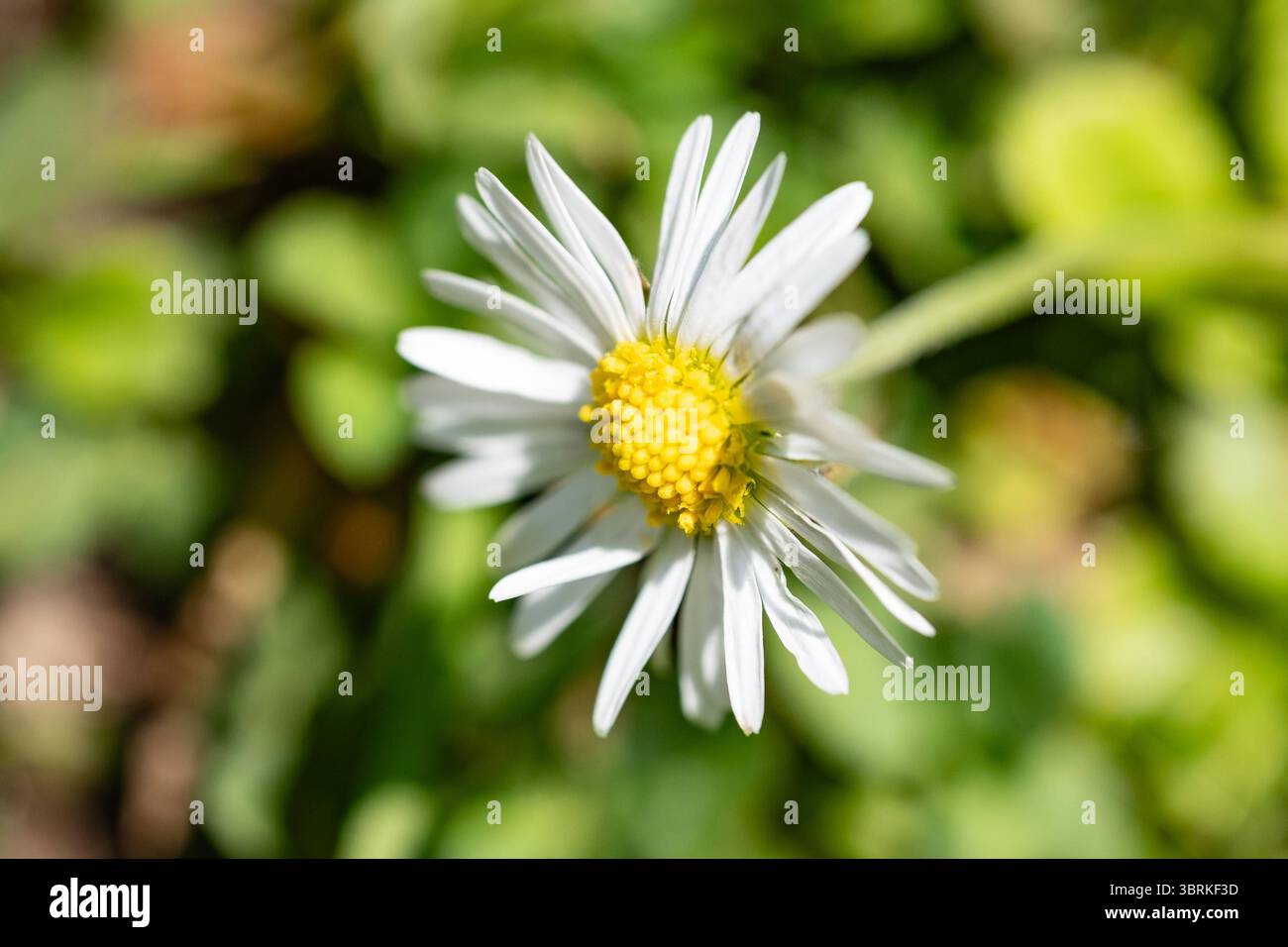 Gaensebluemchen in Aachen am 11. Juni 2025. GERMANY - AACHEN - FLOWER Stock Photo - Alamy