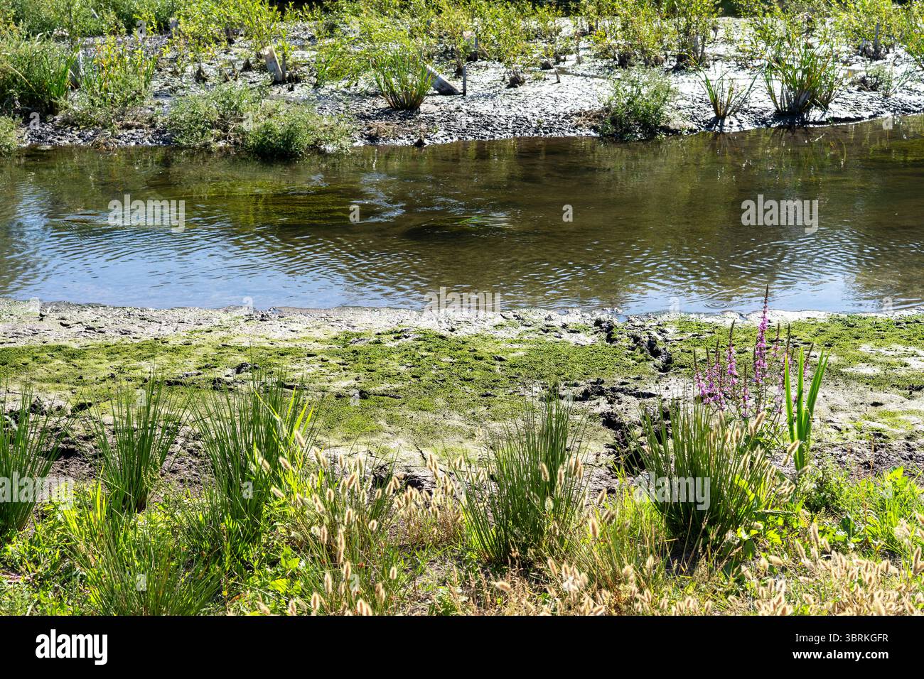 Low water level in river during drought Stock Photo - Alamy