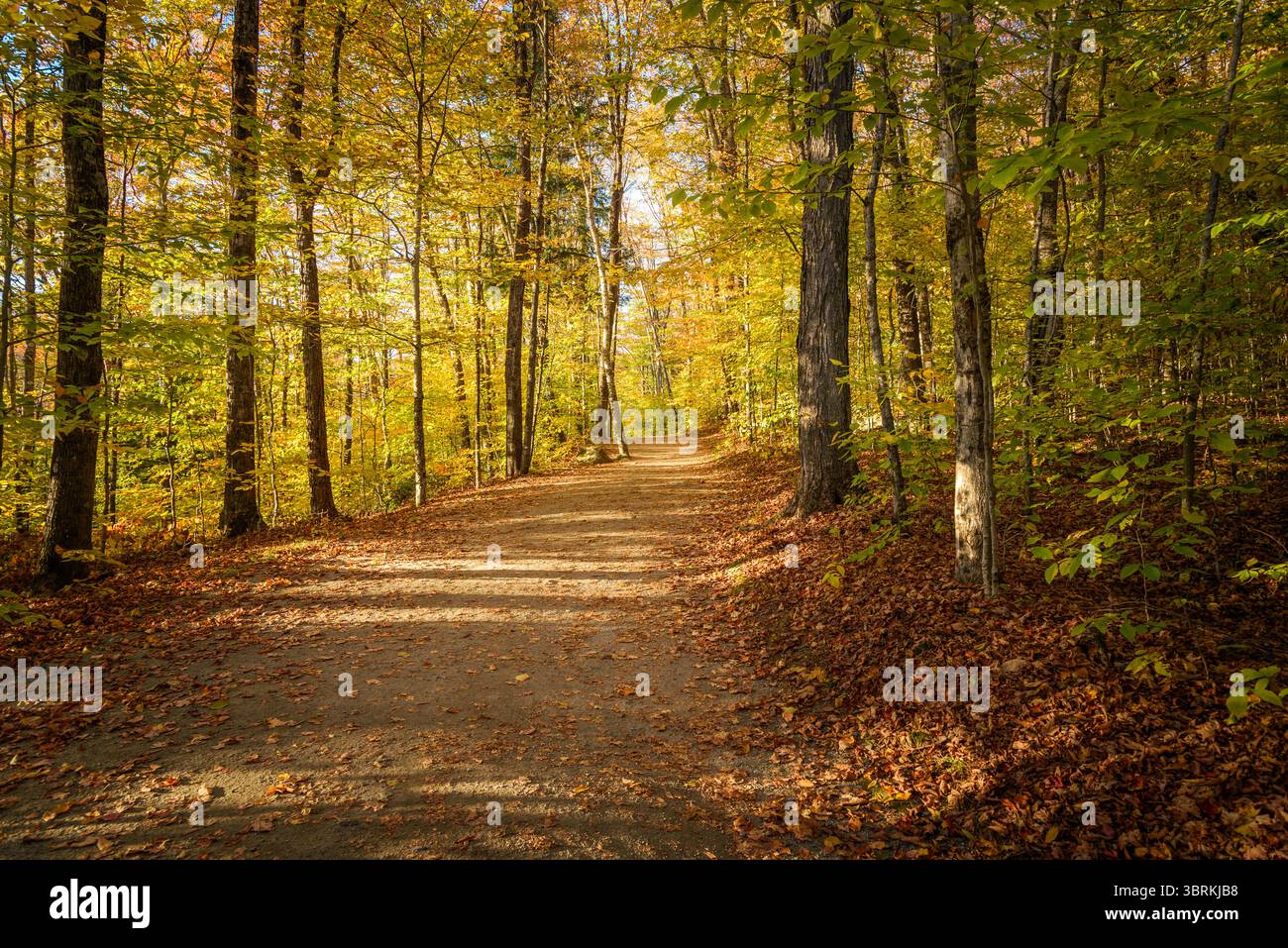 Mountain trail through forest hi-res stock photography and images - Alamy