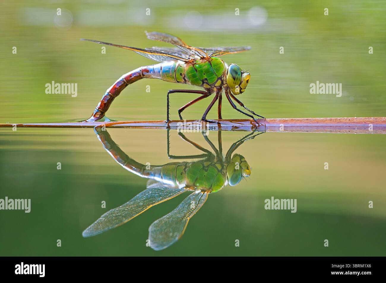 Dragonfly aeshna mixta aka migrant hawker dragonfly is laying eggs in ...