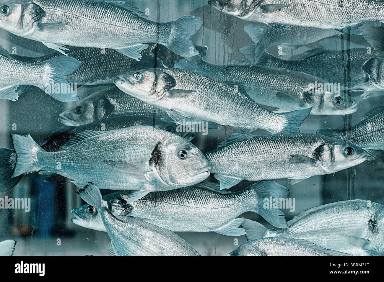 Fresh sea bass swimming gracefully in a vibrant fish tank, showcasing ...