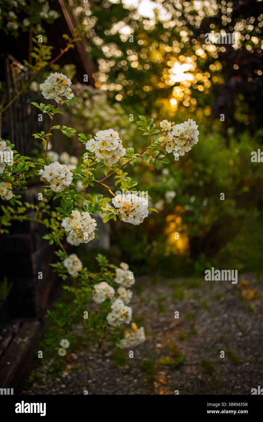 Rose helenae hi-res stock photography and images - Alamy