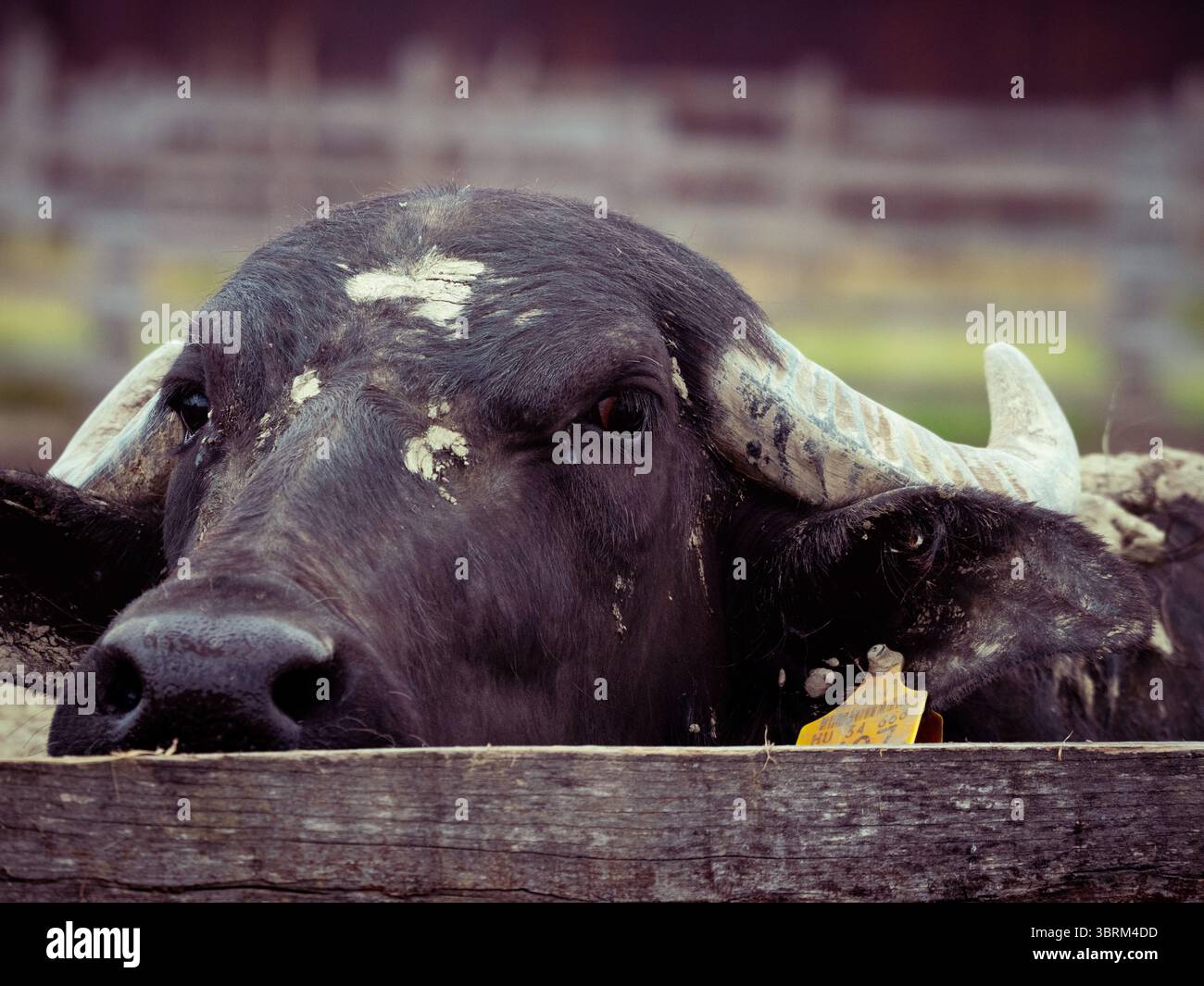 Hungary National park wild animals in the farm Stock Photo - Alamy
