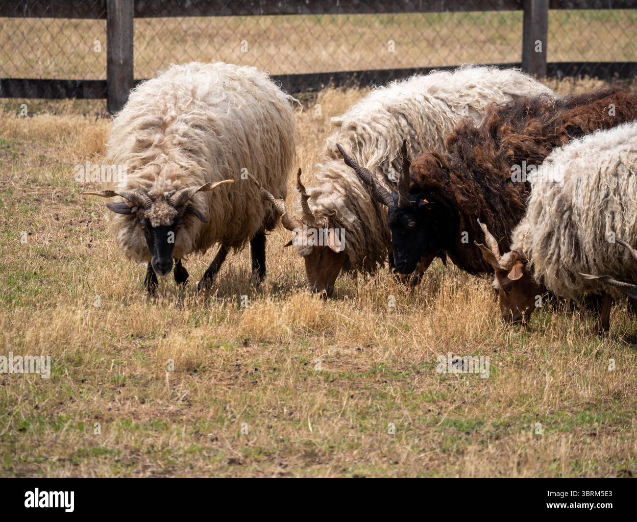 Hungary National park wild animals in the farm Stock Photo - Alamy