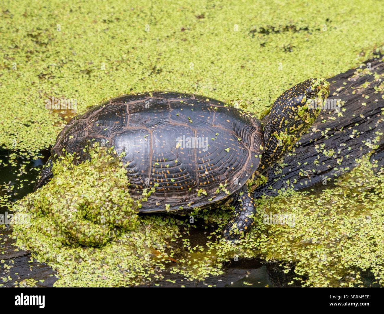 Hungary National park wild animals in the farm Stock Photo - Alamy