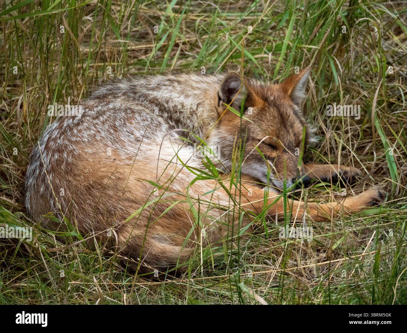 Hungary National park wild animals in the farm Stock Photo - Alamy
