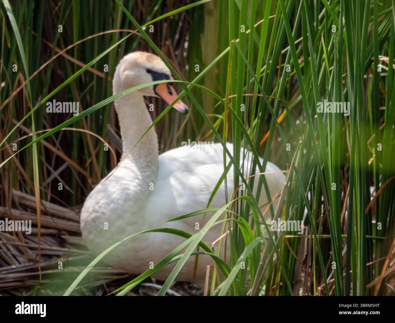 Hungary National park wild animals in the farm Stock Photo - Alamy