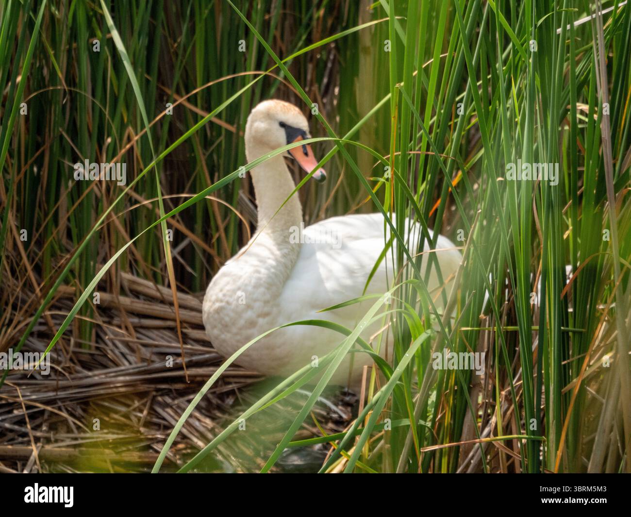 Hungary National park wild animals in the farm Stock Photo - Alamy