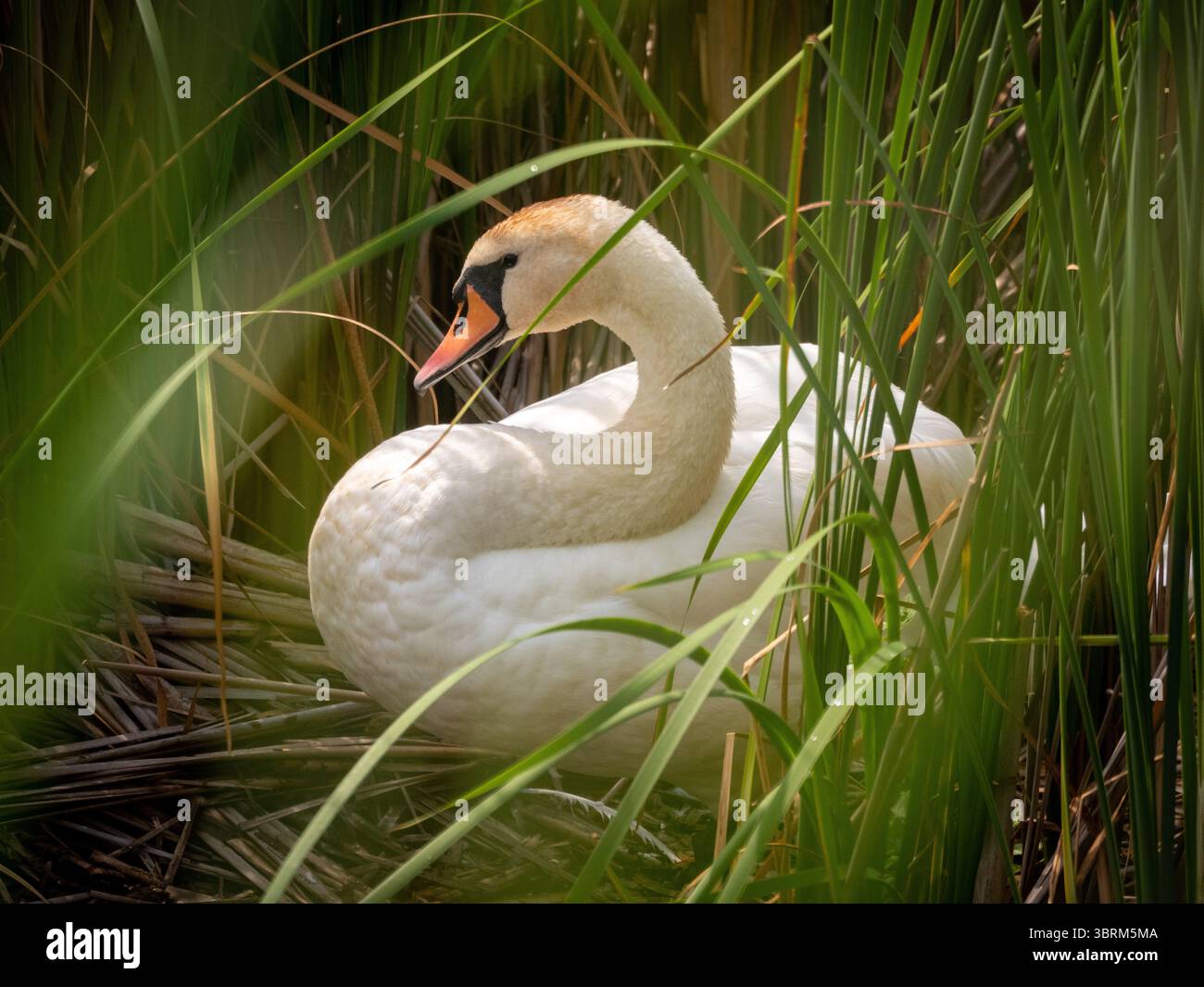 Hungary National park wild animals in the farm Stock Photo - Alamy