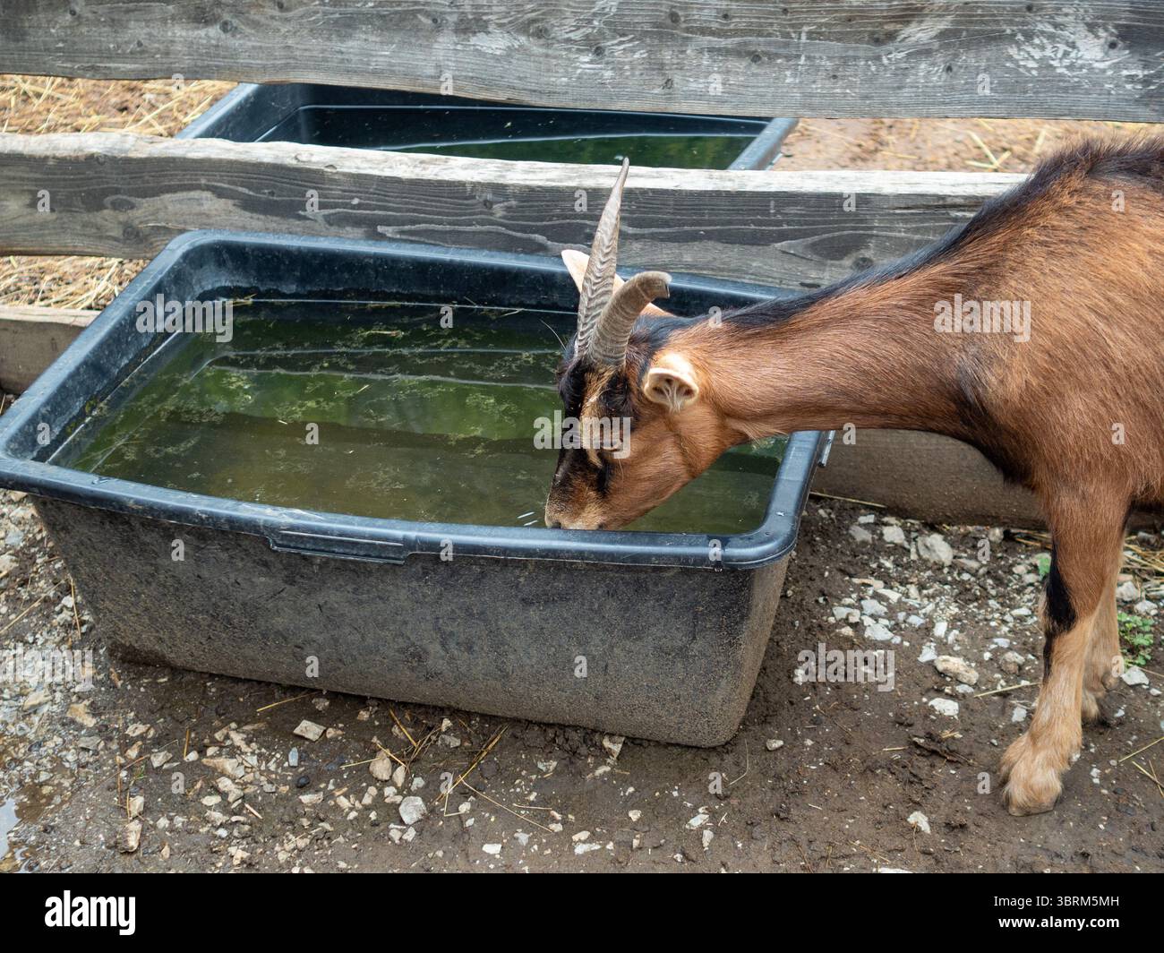 Hungary National park wild animals in the farm Stock Photo - Alamy