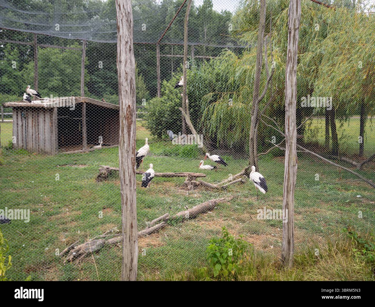 Hungary National park wild animals in the farm Stock Photo - Alamy