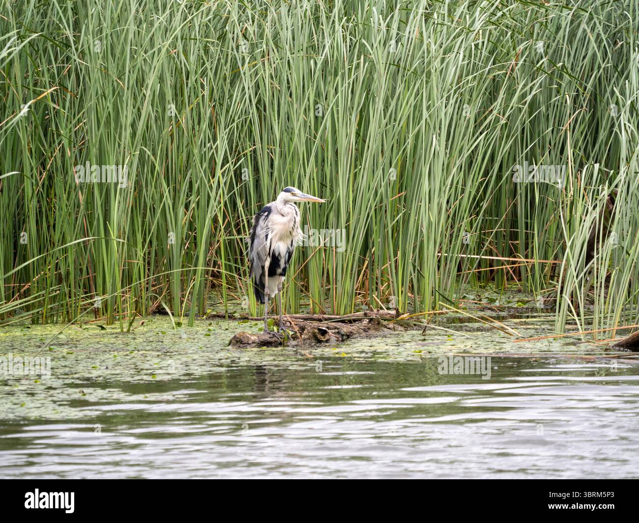 Hungary National park wild animals in the farm Stock Photo - Alamy