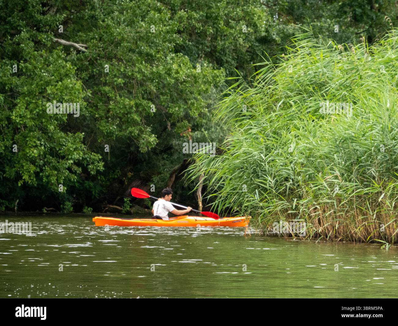 Hungary National park wild animals in the farm Stock Photo - Alamy