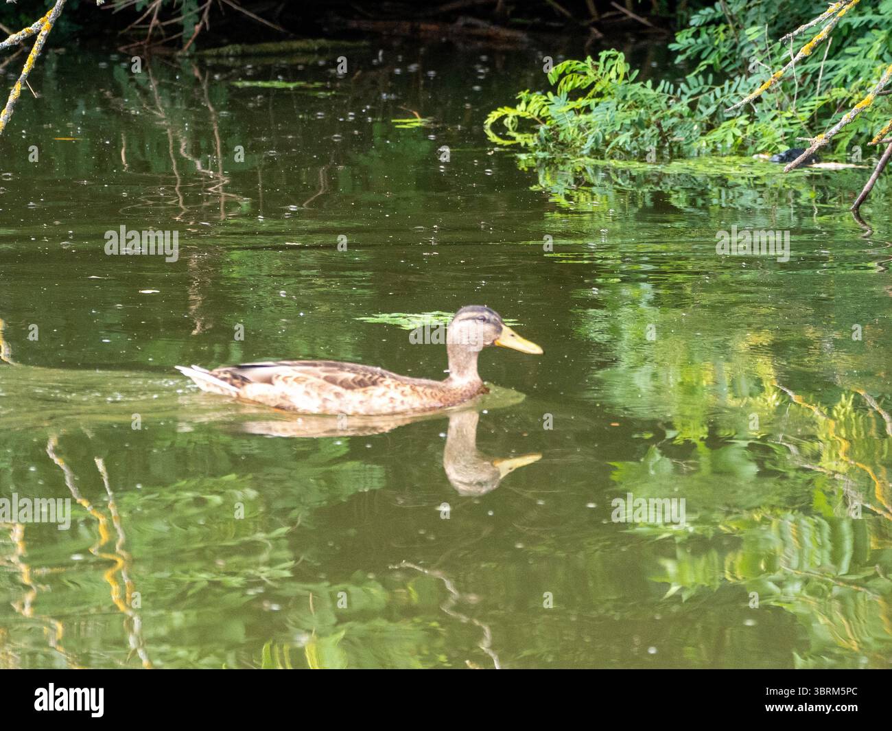 Hungary National park wild animals in the farm Stock Photo - Alamy