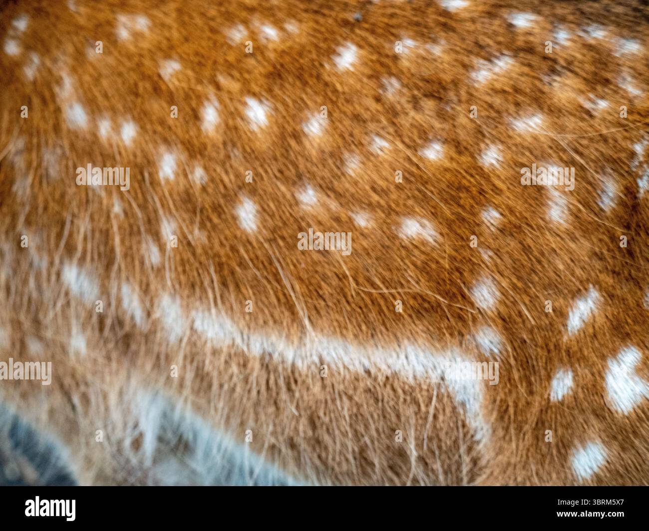 Hungary National park wild animals in the farm Stock Photo - Alamy