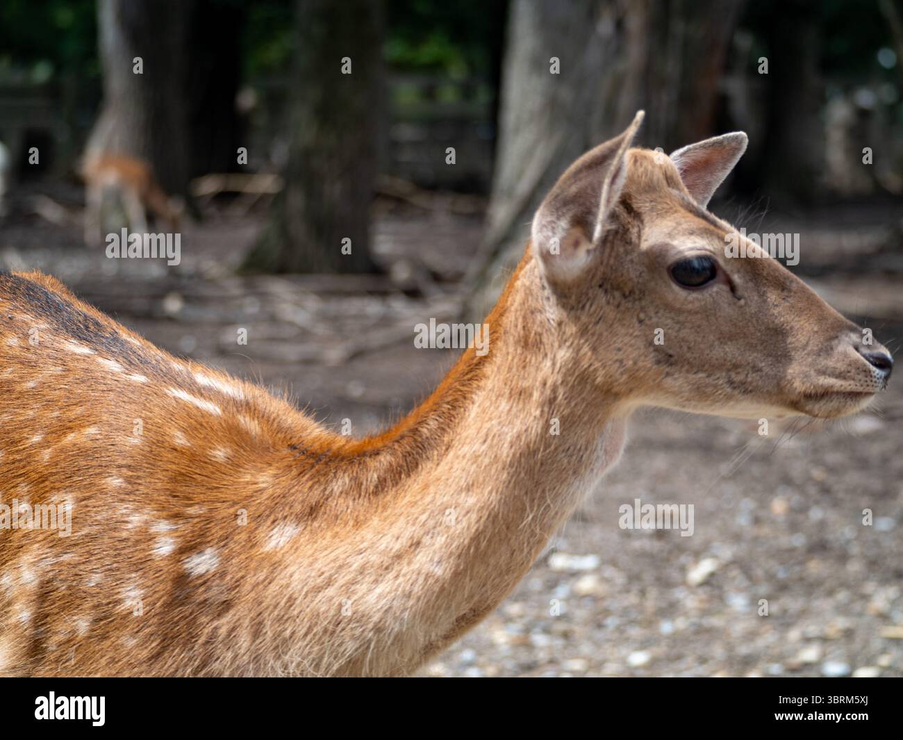 Hungary National park wild animals in the farm Stock Photo - Alamy