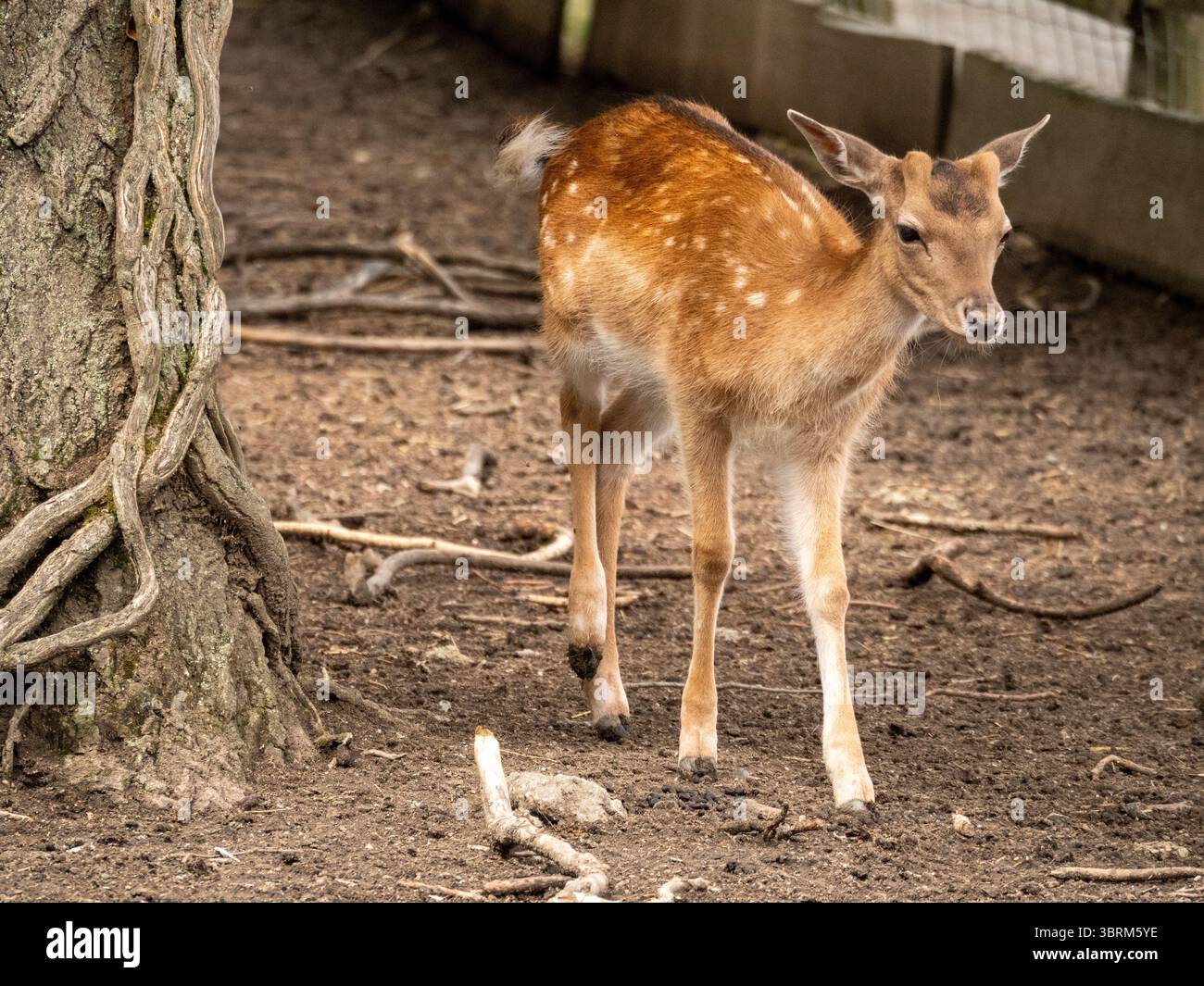 Hungary National park wild animals in the farm Stock Photo - Alamy