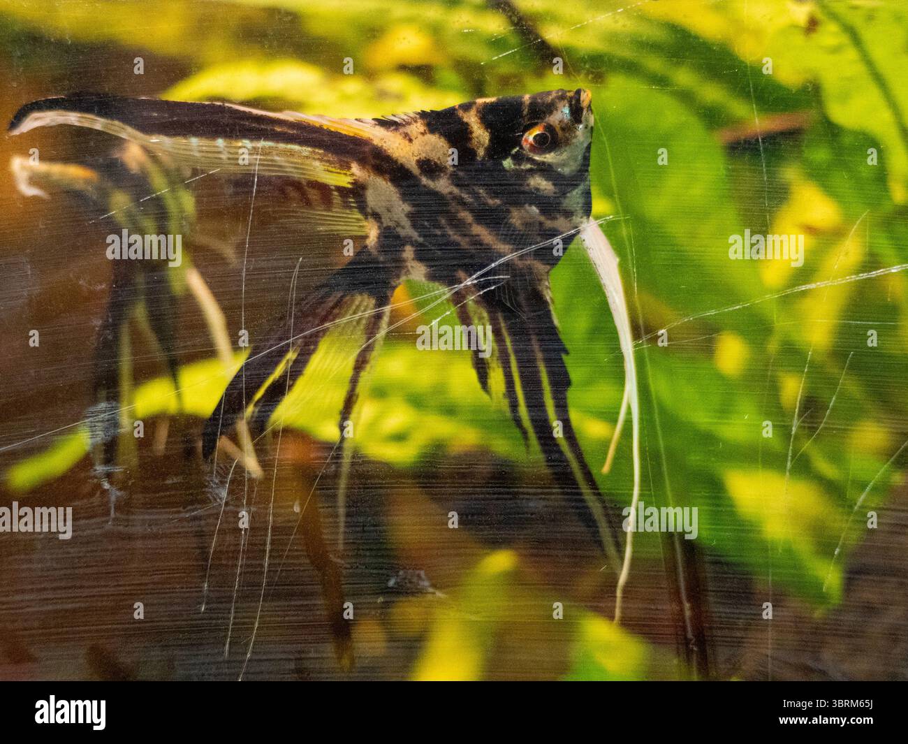 Hungary National park wild animals in the farm Stock Photo - Alamy