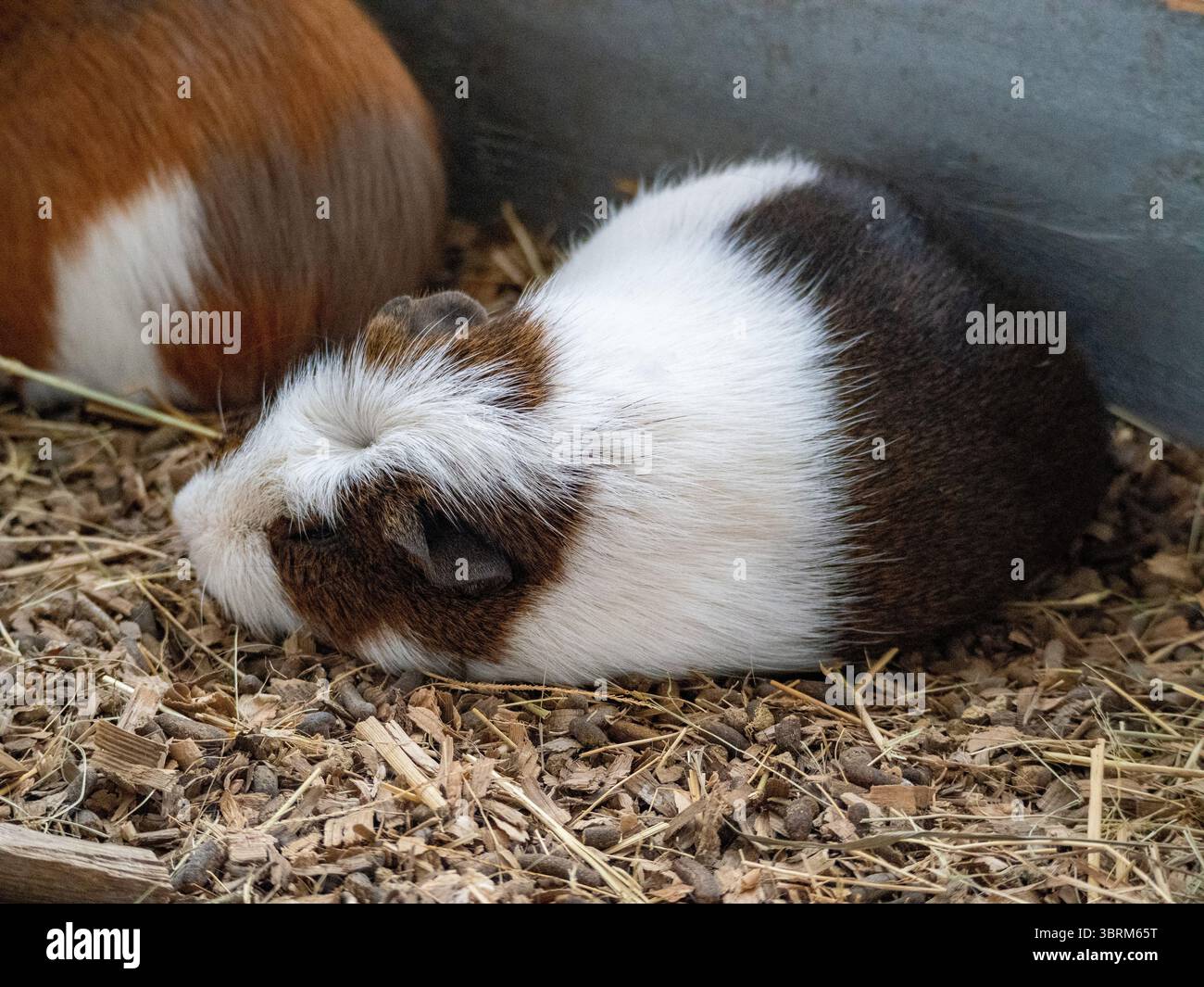Hungary National park wild animals in the farm Stock Photo - Alamy