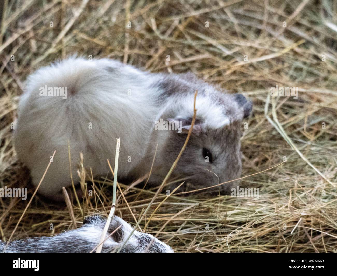 Hungary National park wild animals in the farm Stock Photo - Alamy