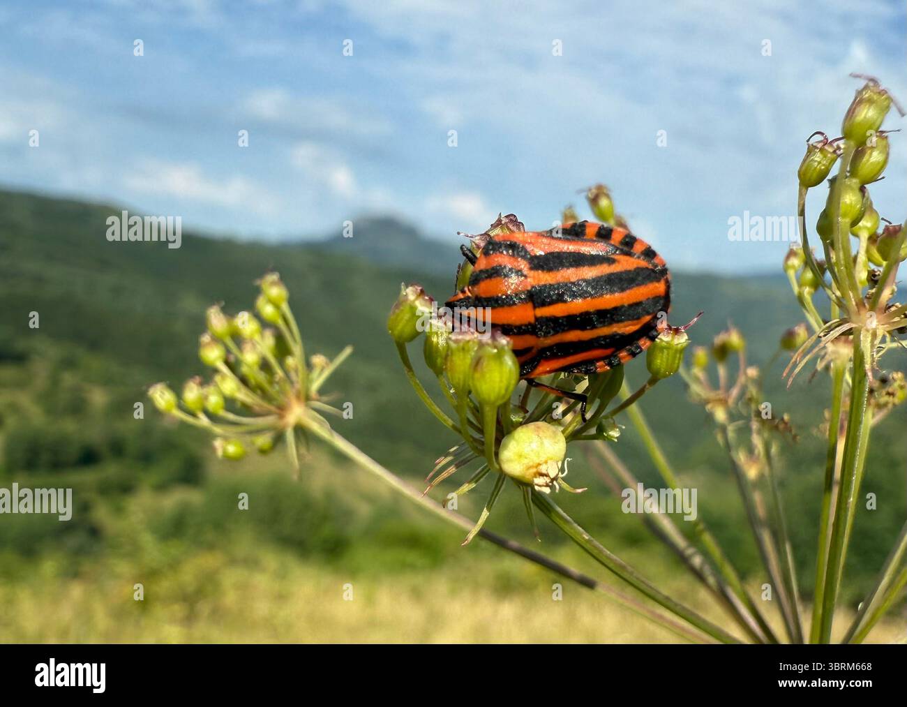 Graphosoma italicum also known as the striped bug and minstrel bug ...
