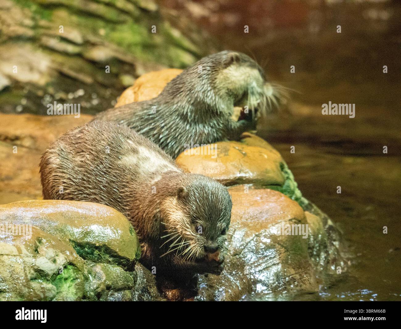 Hungary National park wild animals in the farm Stock Photo - Alamy