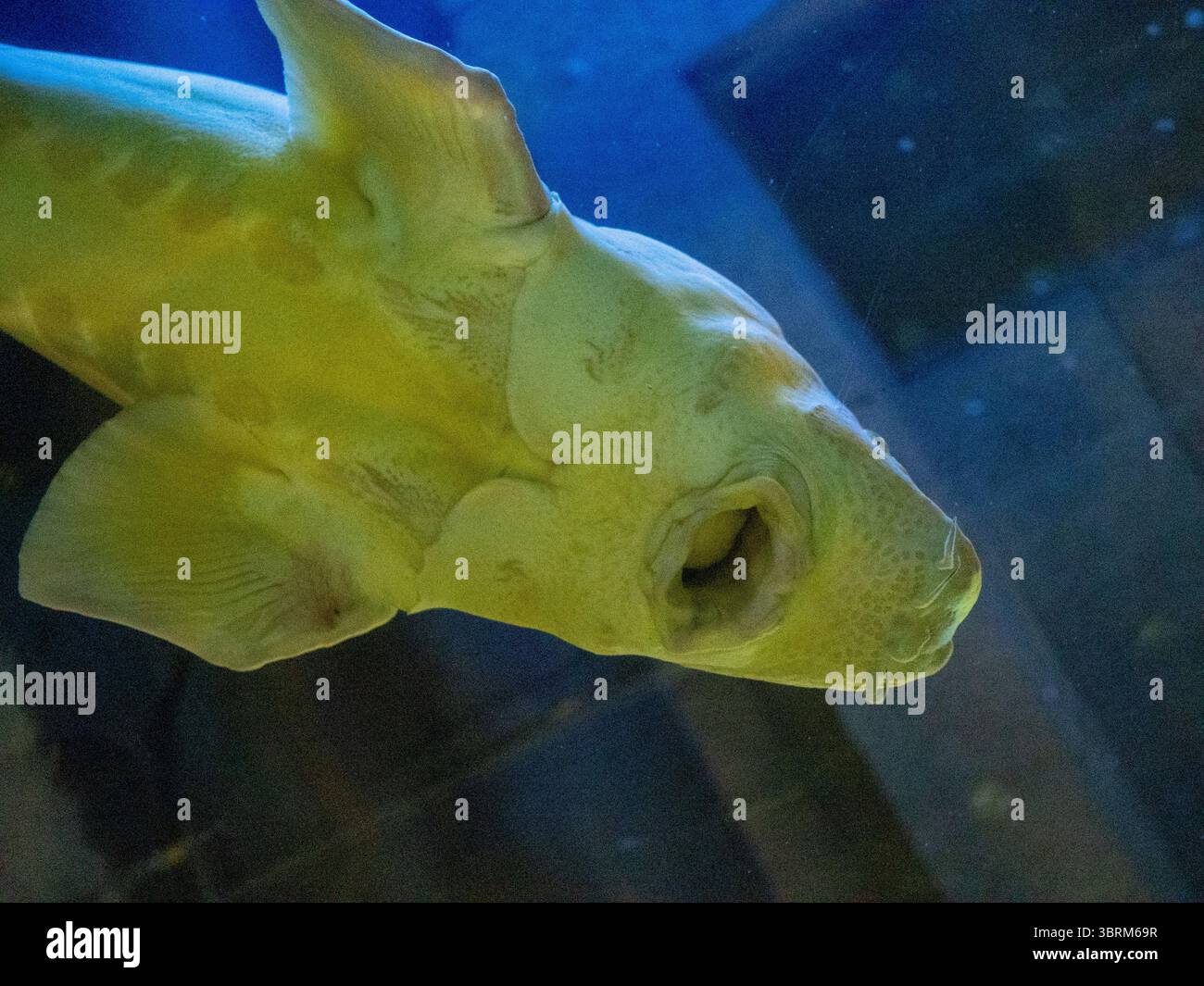 Hungary National park wild animals in the farm Stock Photo - Alamy
