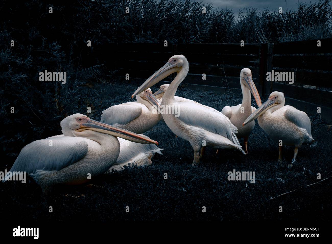 Hungary National park wild animals in the farm Stock Photo - Alamy