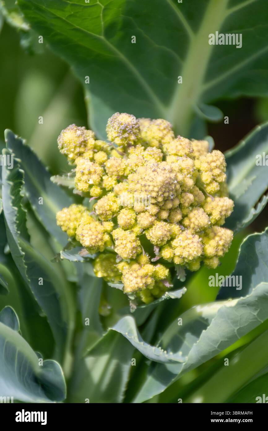 Organic ripe green Romanesco broccoli or Roman cauliflower, Broccolo ...