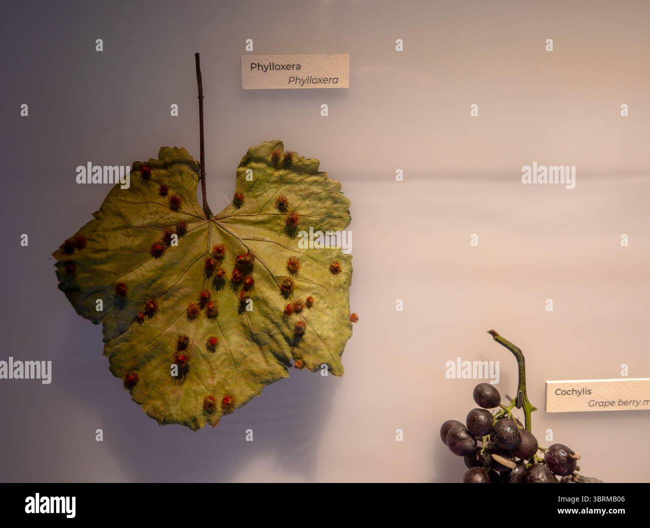 Example of grape leaves sickness or problems, grape phylloxera insect ...