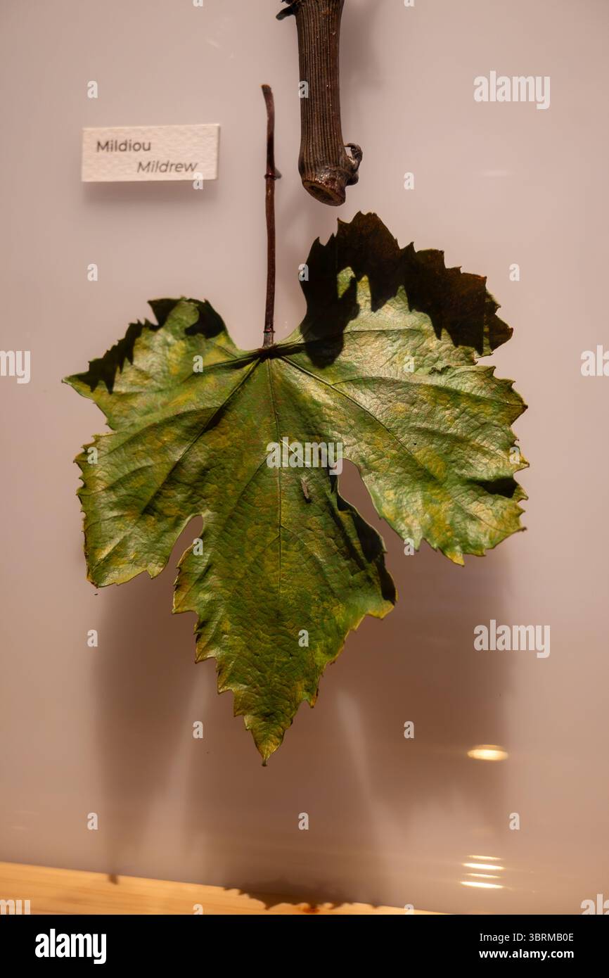 Example of grape leaves sickness or problems, Powdery mildew fungal ...