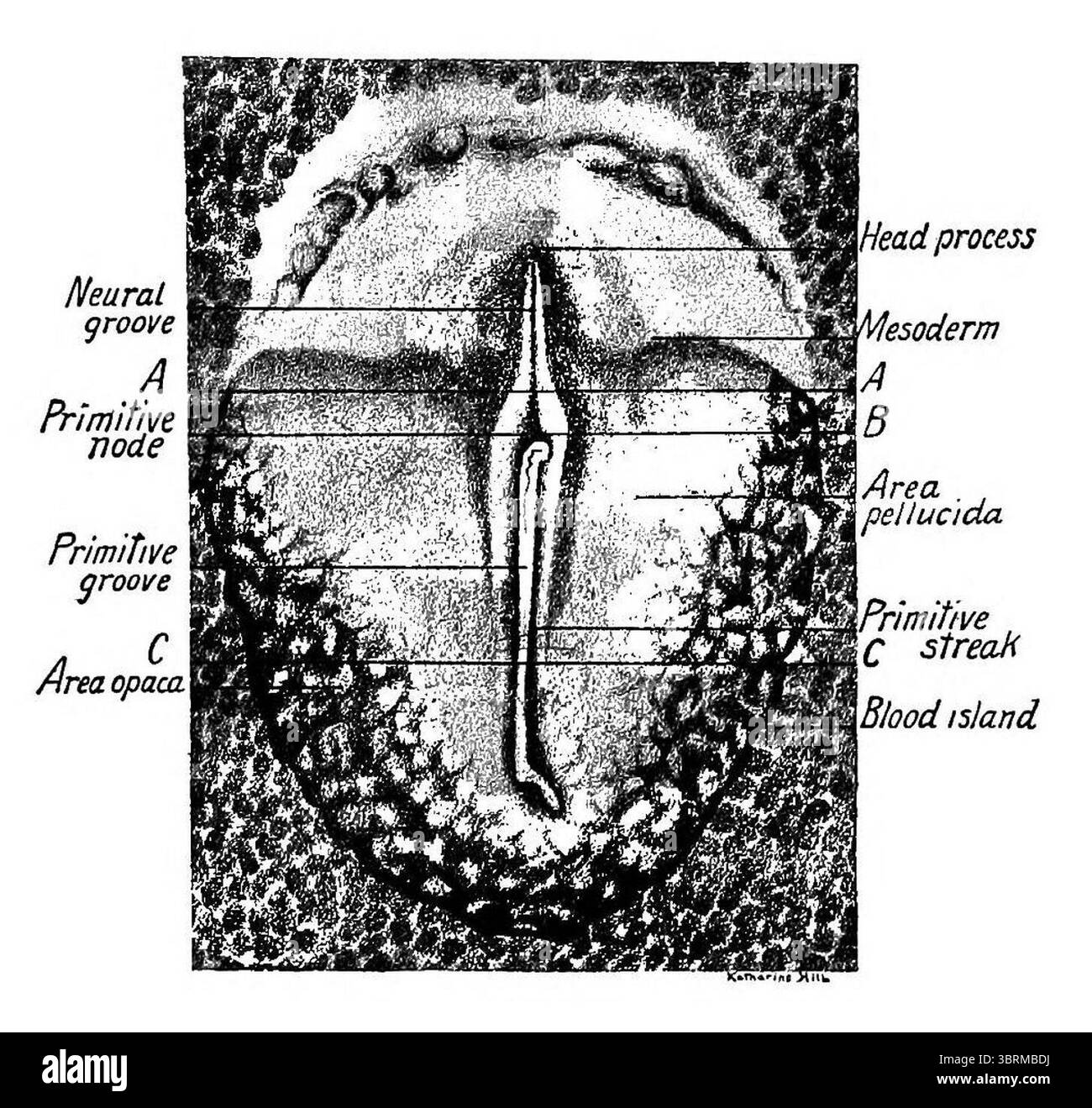 Mammals Dorsal surface view of a twenty-hour chick embryo showing ...