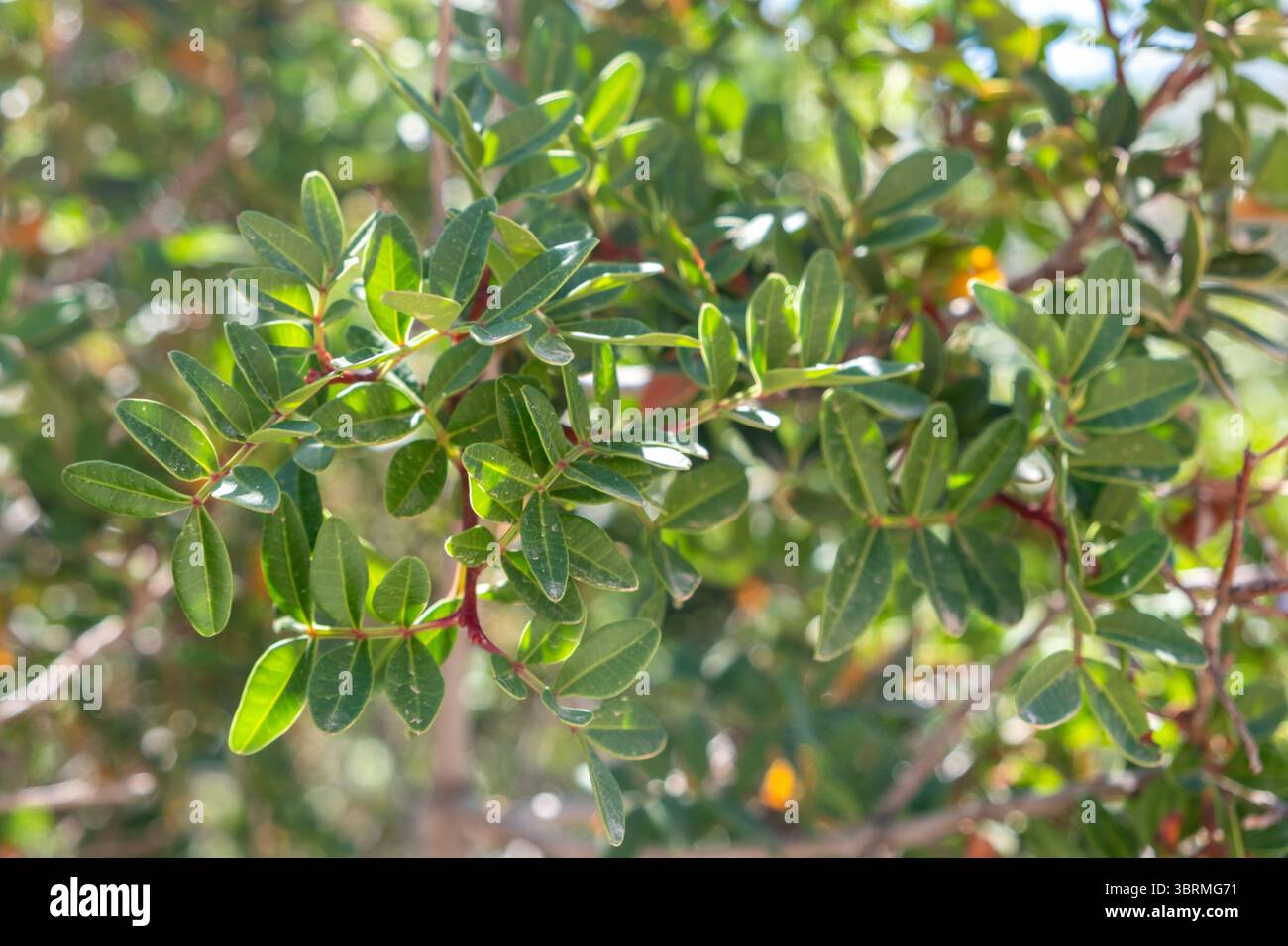 Mastic tree hi-res stock photography and images - Alamy